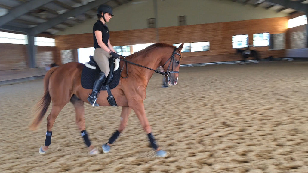 Understanding and Adjusting the Dressage Frame