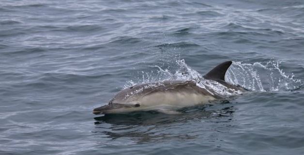 LOCH NESS MONSTER: Dolphins and Nessies