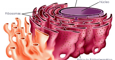 ciencias naturales: Retículo Endoplasmático Rugoso