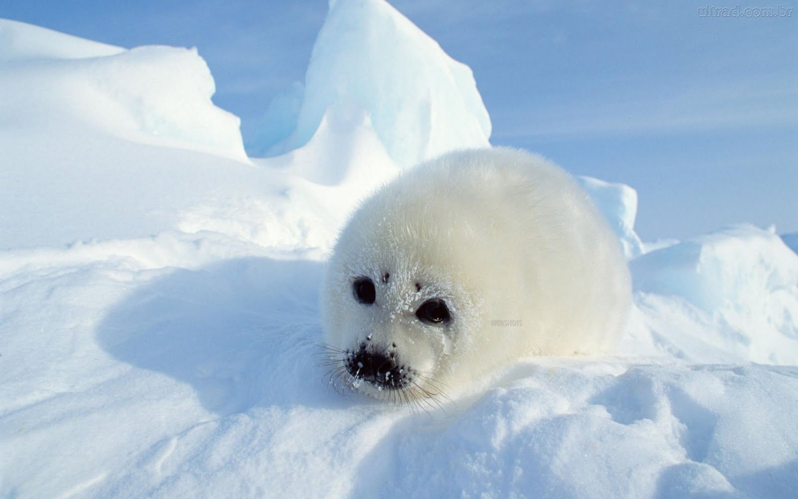 Mundo Animal: A Foca-da-neve