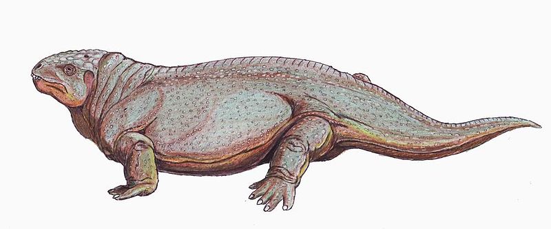 Devonian life and evolution: Fishapod