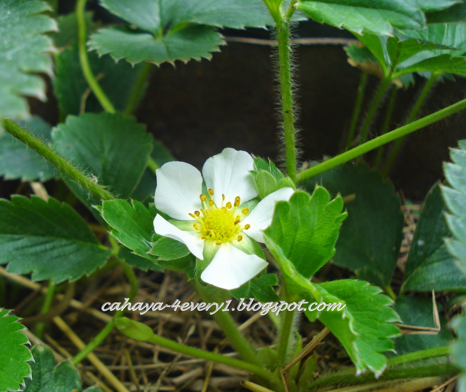 RUMAHKUBAHAGIAKU: Wanted : Sweet strawberries...