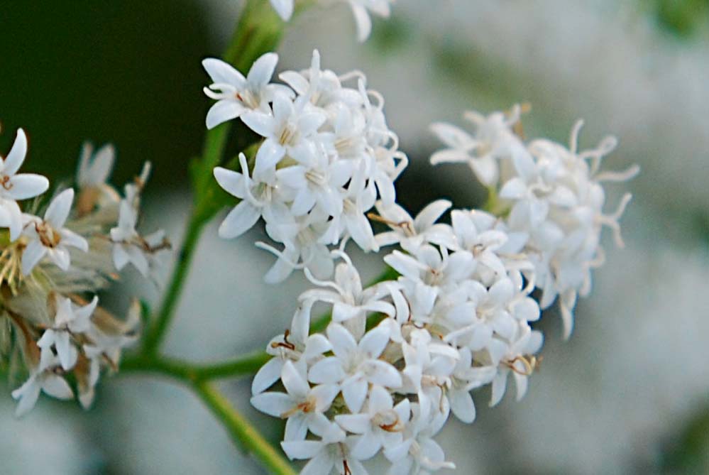 Space Coast Wildflowers: Tosohatchee WMA, November 17, 2011