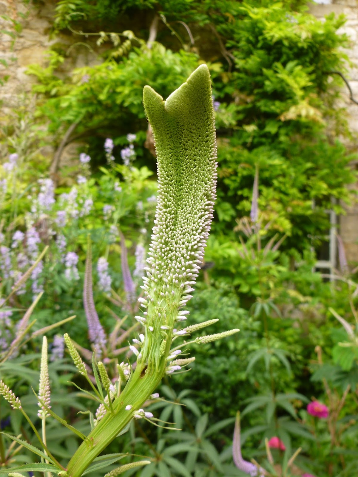 Worcester College Gardeners 2009-2018: Fascinating Fasciation