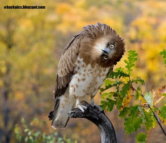 Weird and Funny Pics: Aggghhh! Stiff Neck