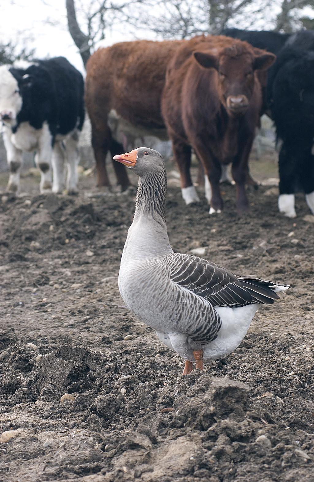 HeLLeNiCReVeNgE: Αγελάδες κάνουν bullying σε χήνα
