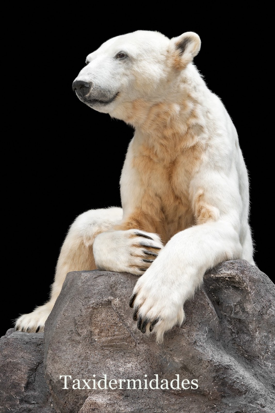 Taxidermidades: 2013