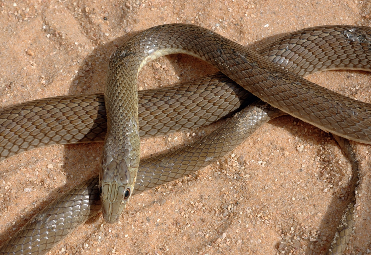 Species New to Science: [Herpetology • 2019] Psammophis afroccidentalis ...