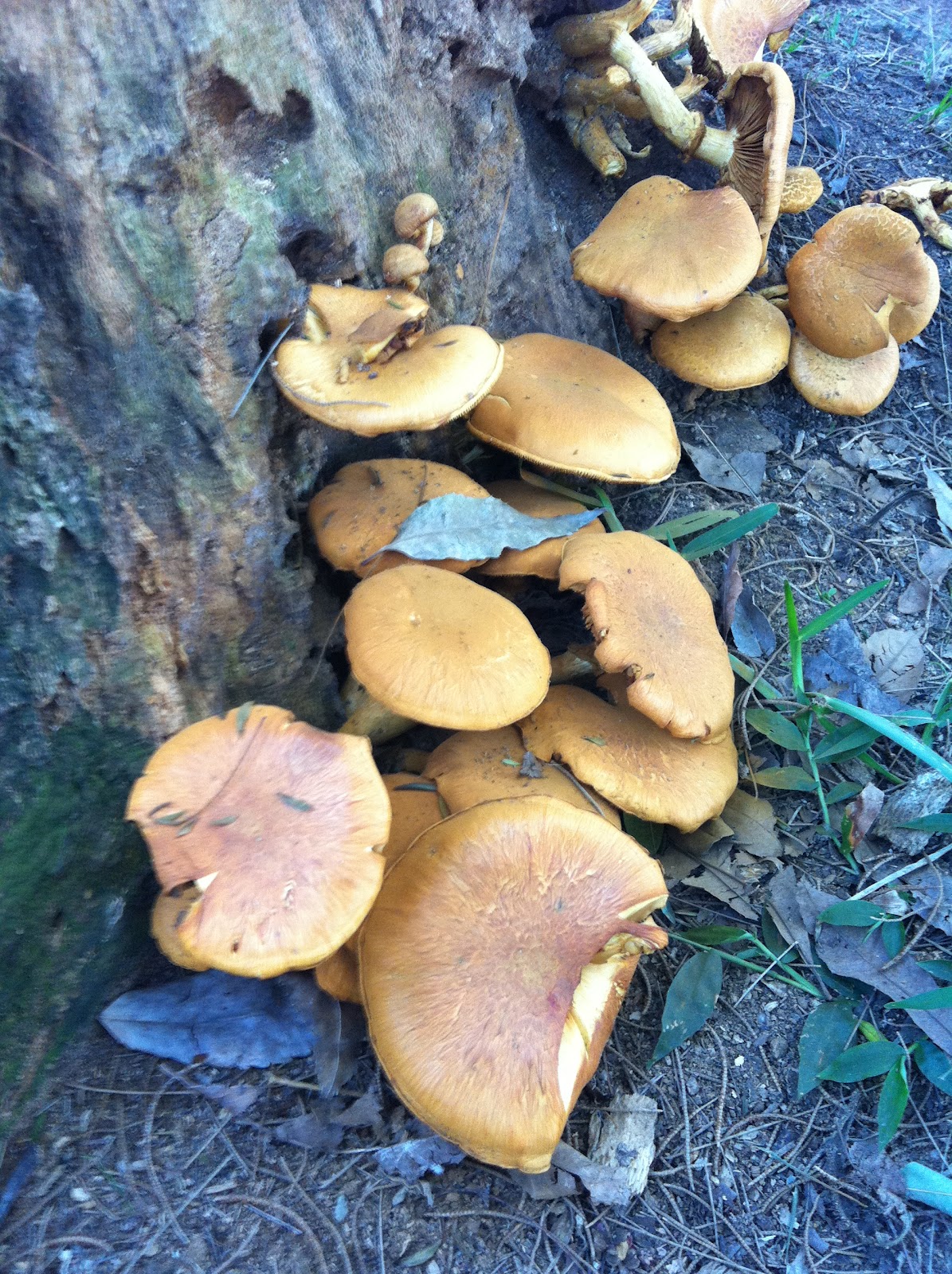 BIOLOGIA PARA A VIDA : MICOLOGIA: SISTEMÁTICA E CLASSIFICAÇÃO DOS ...