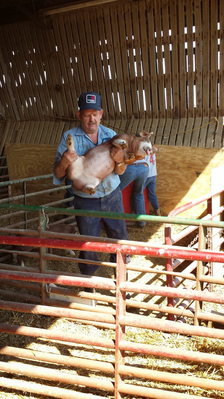 Bringing Home the Bacon: Pig Sale Load-out: Claude' and the Supervisory ...