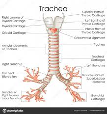 SISTEMA RESPIRATORIO