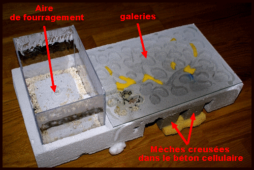 guide pour débuter dans l'élevage des fourmis