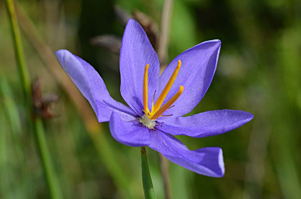 Space Coast Wildflowers: Tosohatchee Carphephorus and Celestial Lily ...