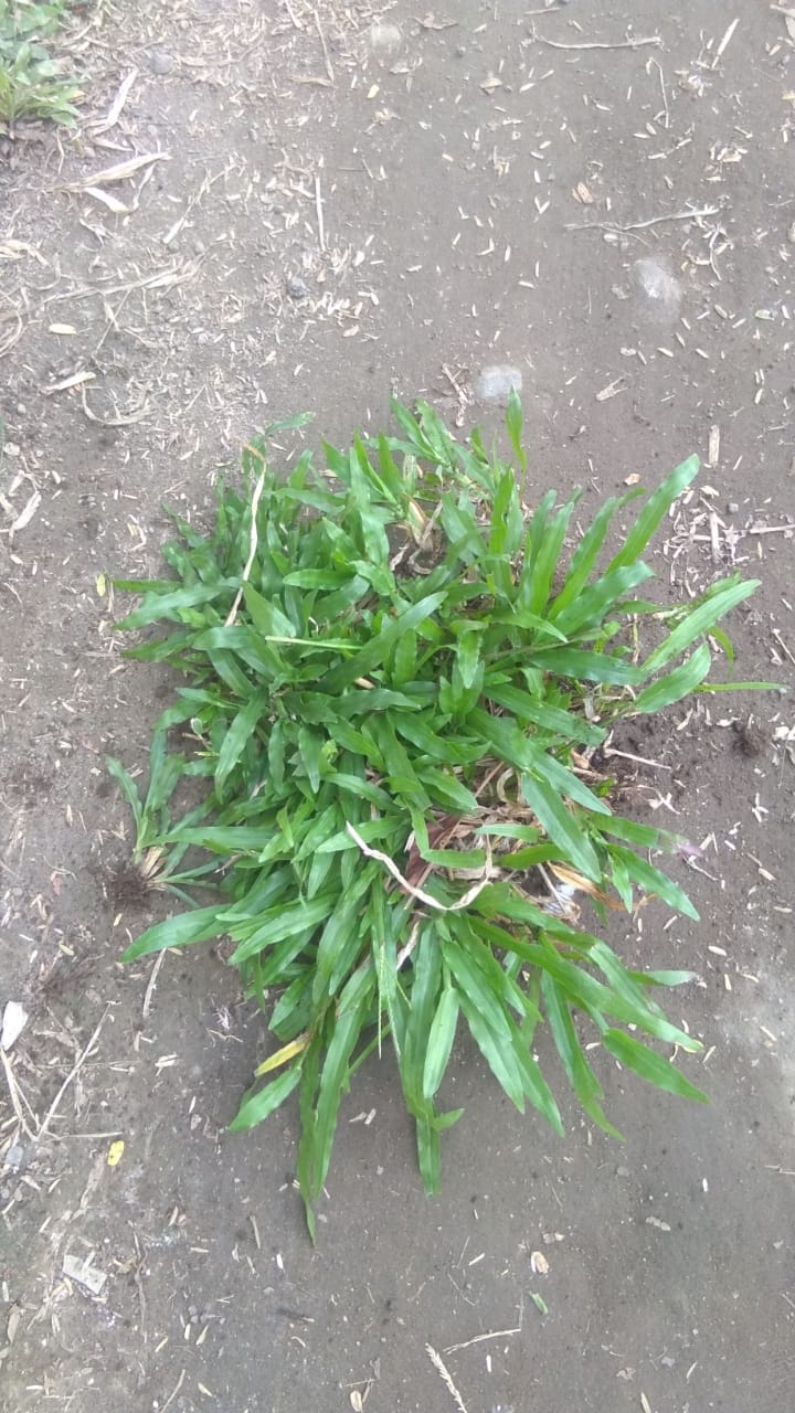 Penjual rumput gajah paitan yogyakarta untuk proyek bandara baru kulon ...