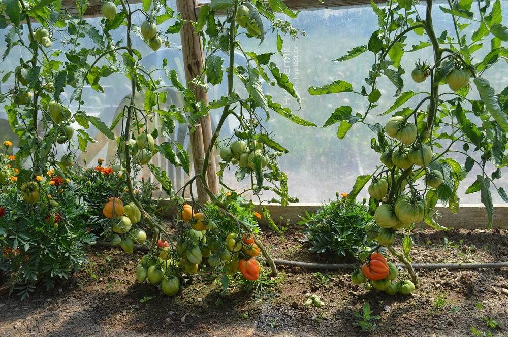 Early June first tomatoes ready to harvest