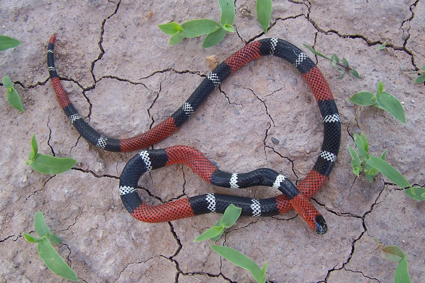 Compañeros de viaje: Serpiente de coral Argentina (Micrurus pyrrhocryptus)