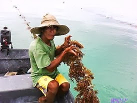 Hasil Tani Trading: HARGA DAGING RUSA RAMADHAN 2014