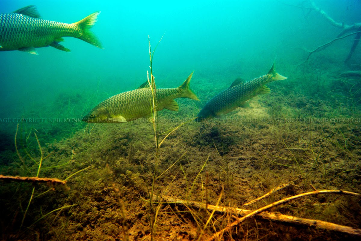 Freshwater Fish Photographs: Yellowfish