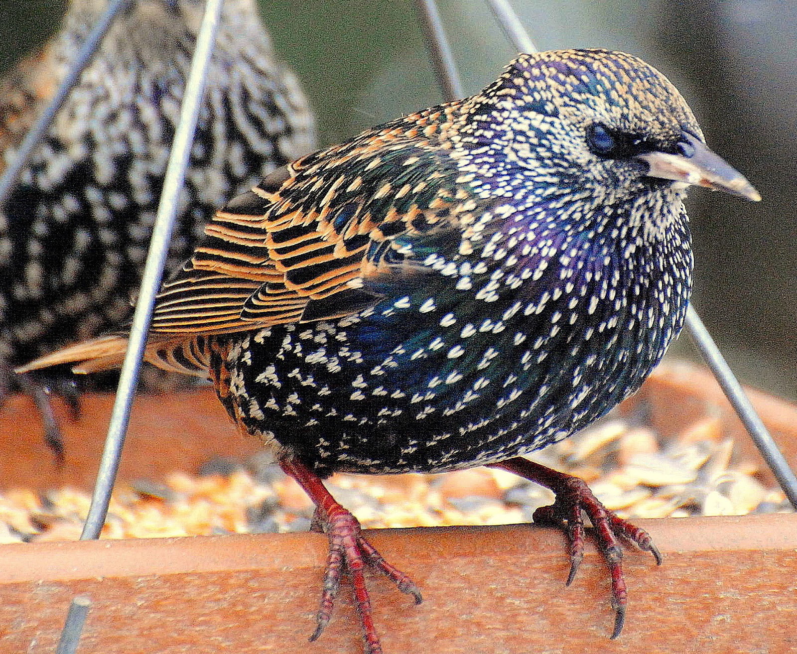 BARRY the BIRDER: Ontario's top ten birds for the 2016/2017 season