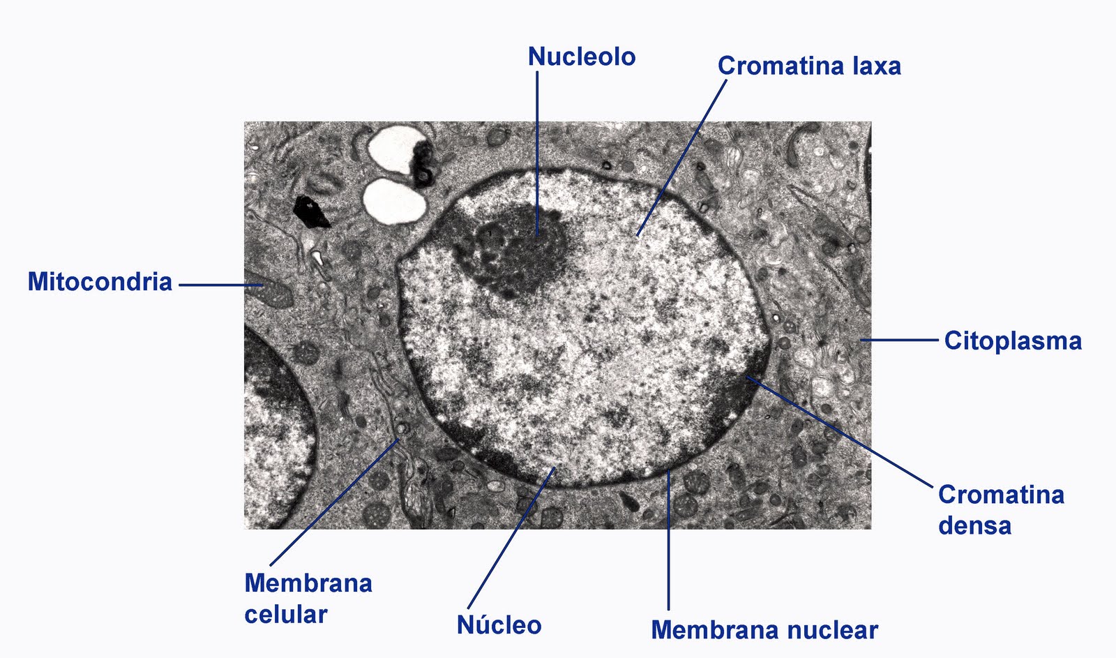el moderno prometeo: Breve aproximación a la anatomía celular.