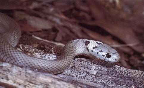 Mutterings from Maryville: Project: Pale Headed Snake