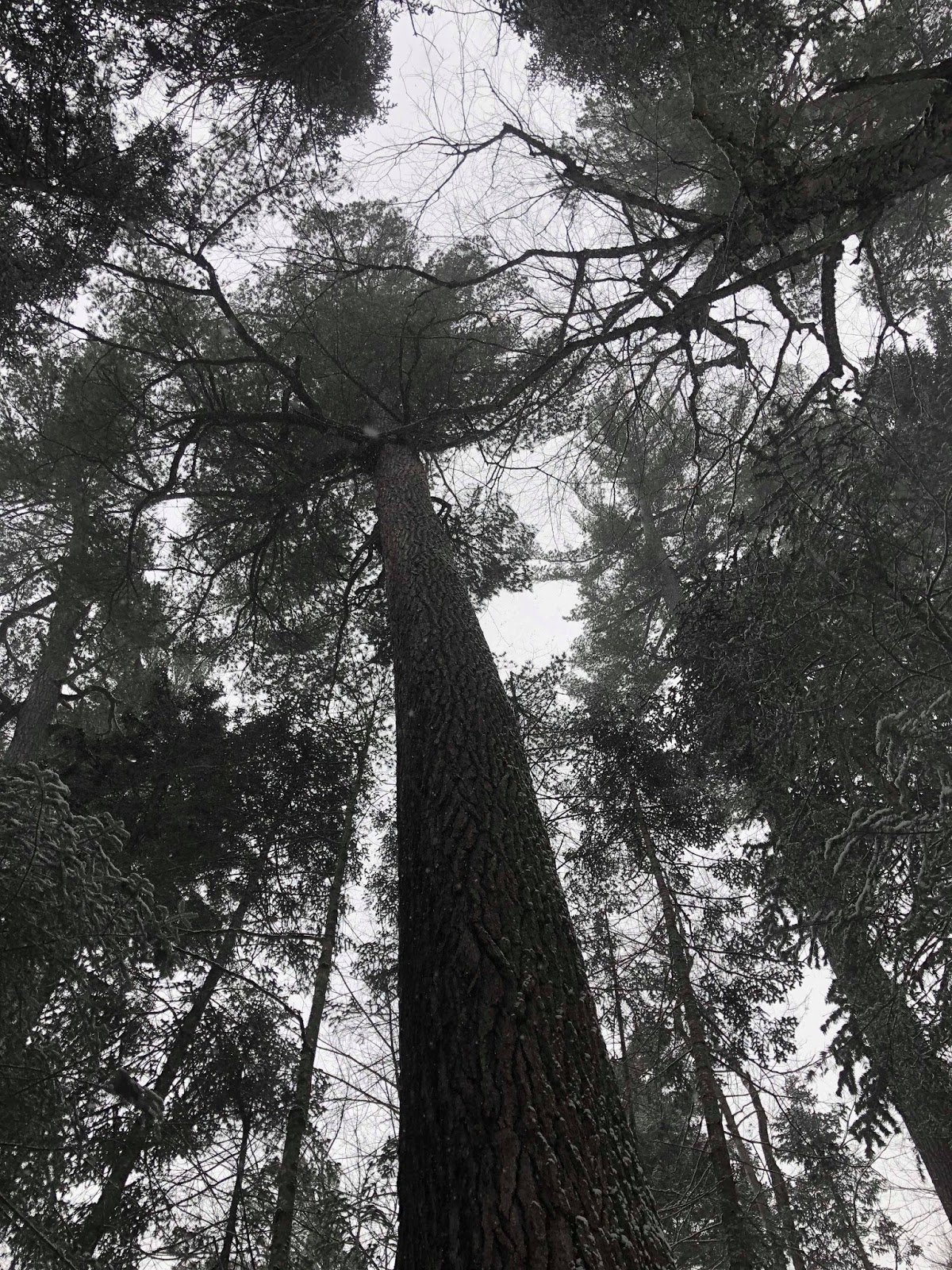 Ecology of Appalachia: The 1675 Grove: A Virgin White Pine Forest