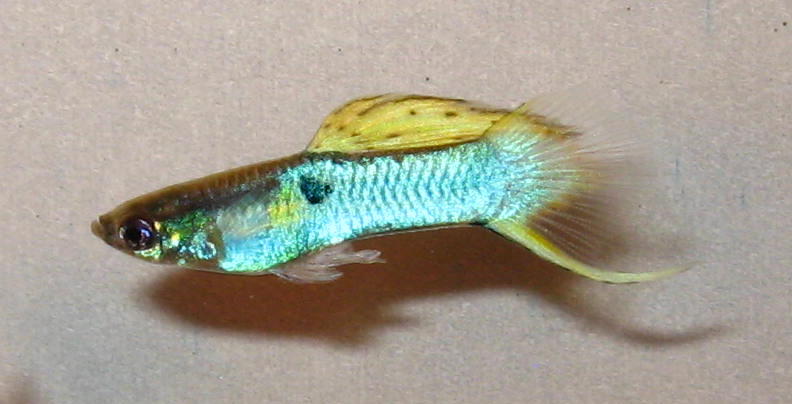 Swordtail Guppies: Asian Blau Japan Blue Swordtails