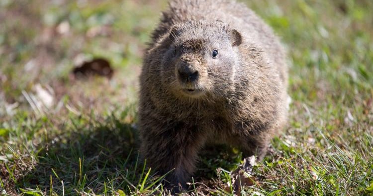 Life On The Tallgrass Prairie: Animals of the Tallgrass Prairie - Woodchuck