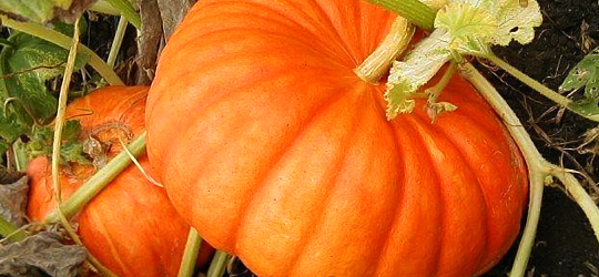 BUDIDAYA TANAMAN: TANAMAN LABU