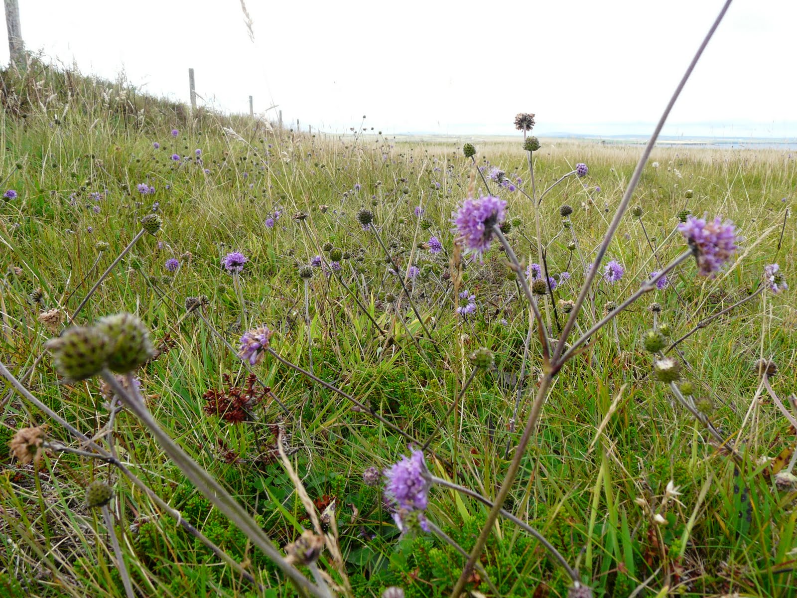 The Orkney Book of Wildflowers: The variety that is Devil's-bit Scabious