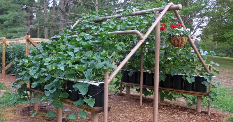 Growing Concord Grapes: Building a Garden Trellis Using Detailed ...