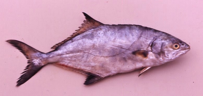 SPECIE ITTICHE DI BASSO MERCATO O POCO CONOSCIUTE