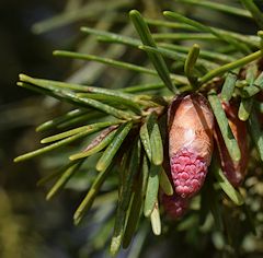 Northwest Conifer Connections: 2015