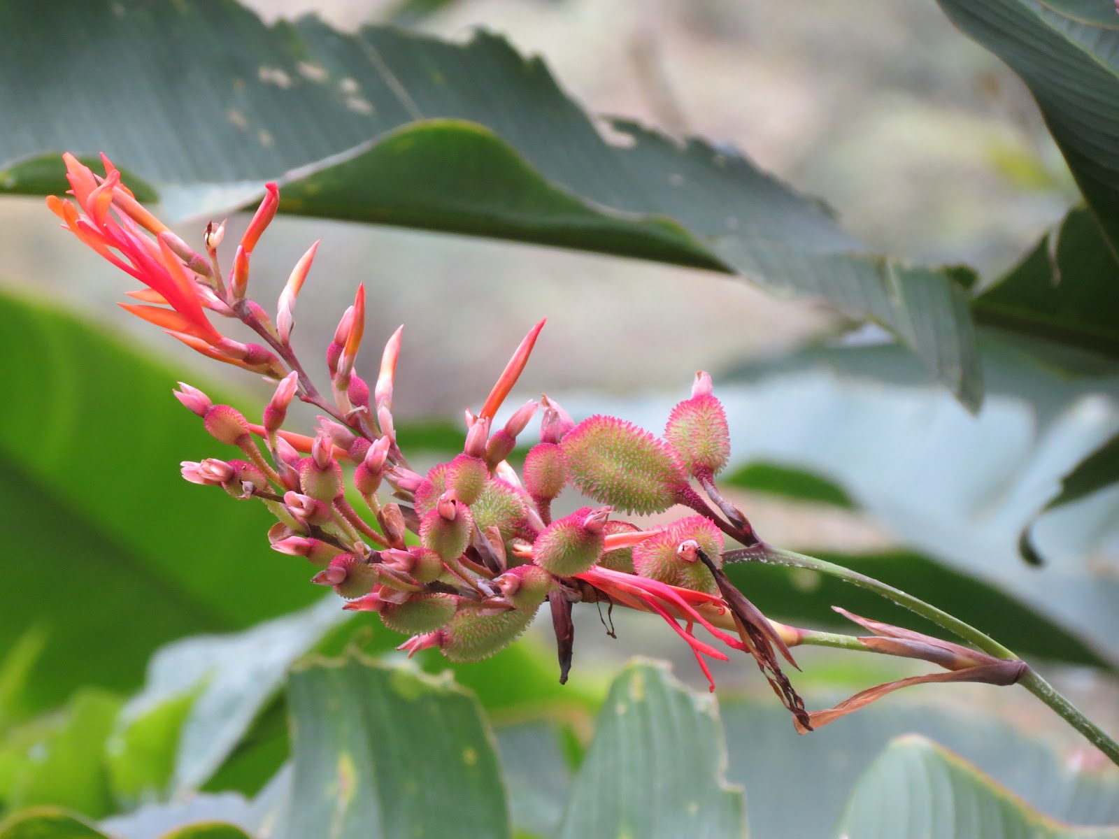 Mythistical: Flowers Of Peru