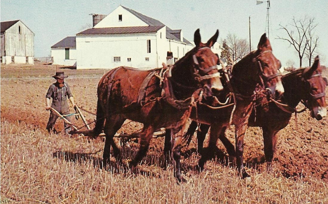 Vintage Travel Postcards: Pennsylvania Dutch Country