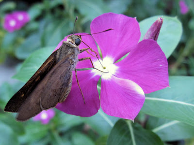 S T i l e T To: Madagascar Periwinkle - Butterflies' Favourite
