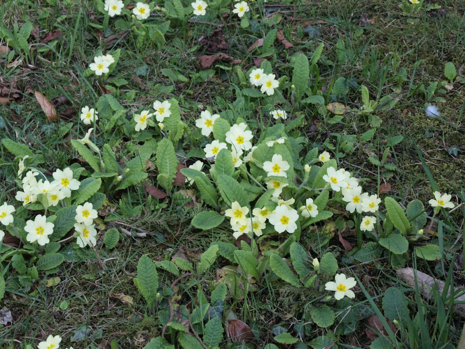 Ragged Robin's Nature Notes: Primrose Weekend at St Patrick's Church ...
