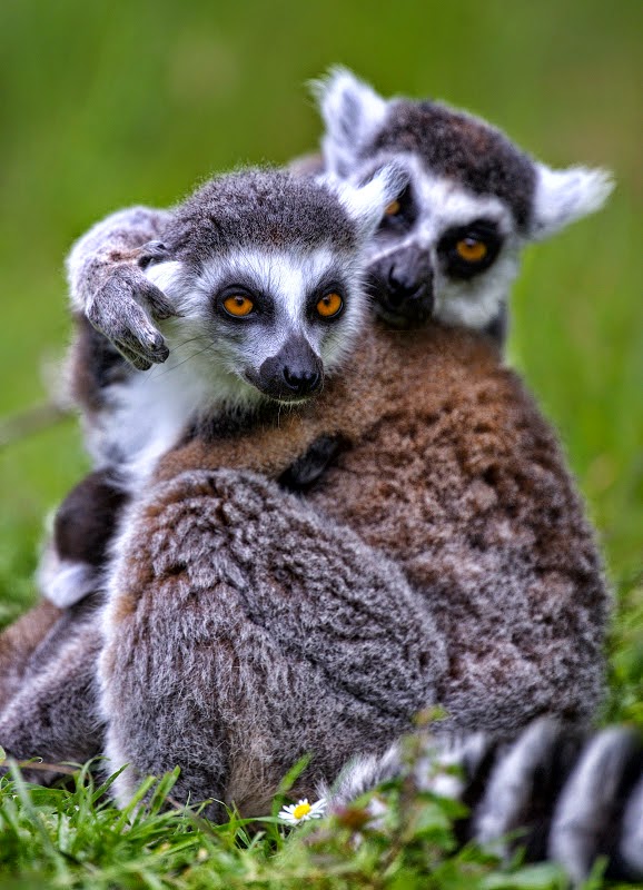Animale nervoase: Este imposibil de confundat cu alte specii, lemur ...
