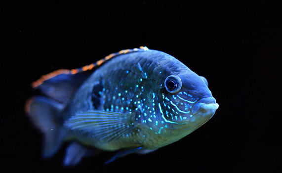 Ryby akwariowe z całego Świata