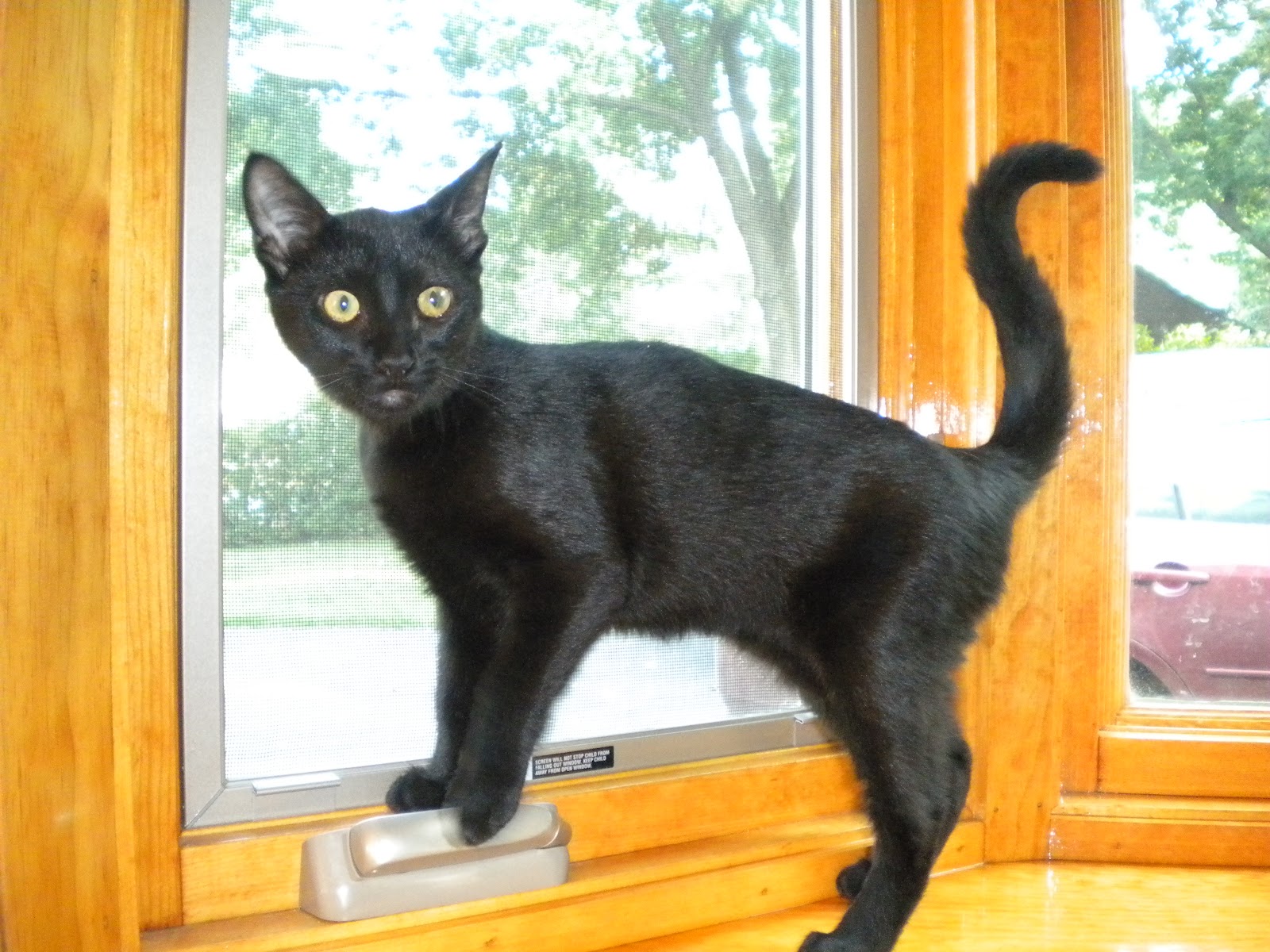 Life is Interesting: Dear Sami-cat: