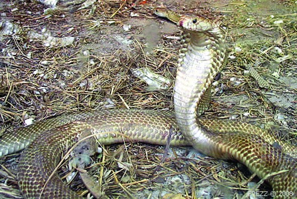 Heyvanlar: Heyvanların faydası və zərəri