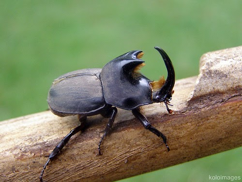 Animales Exoticos: Informacion del Cascarudo