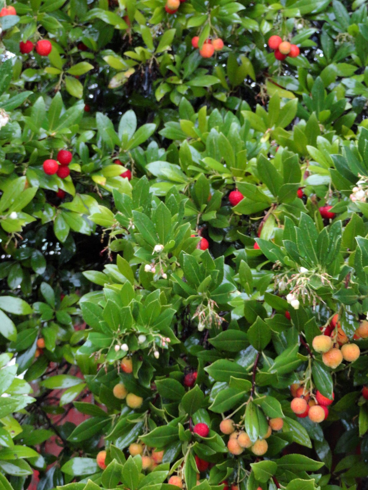 danger garden: Arbutus unedo and a sea of red marbles...