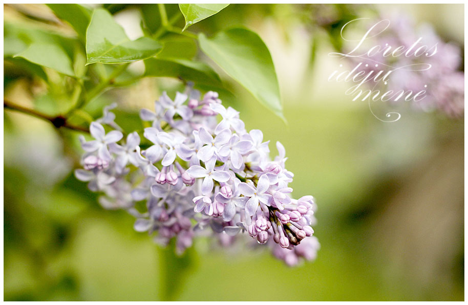 Loretos menė: Albumas ,,Alyvos,,