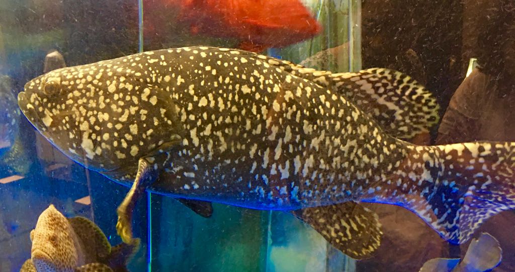 Musings on Life in Hong Kong: The Groupers (that we eat) in Hong Kong