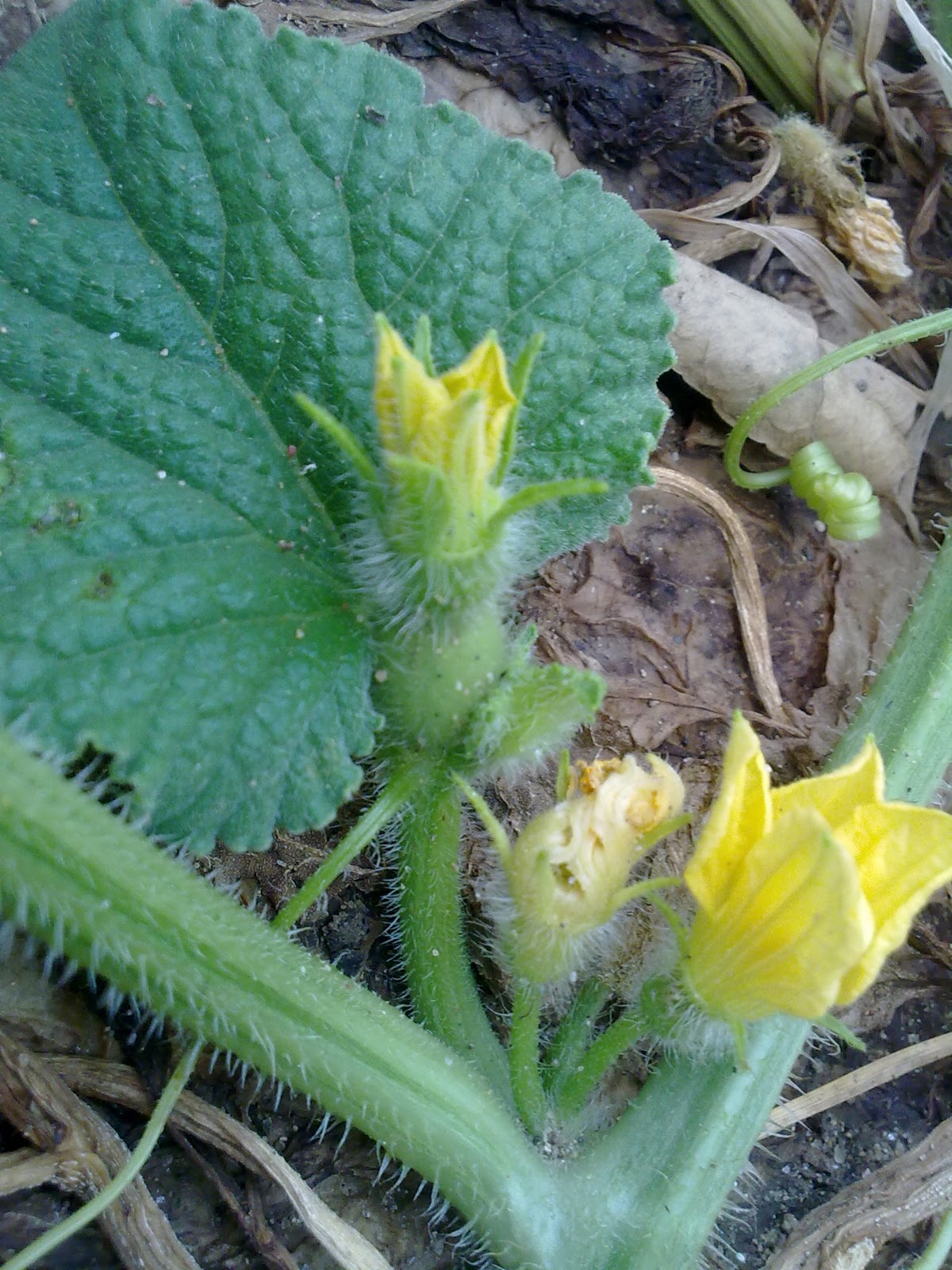Home Sweet Home: menanam melon di kebun halaman?? why not??
