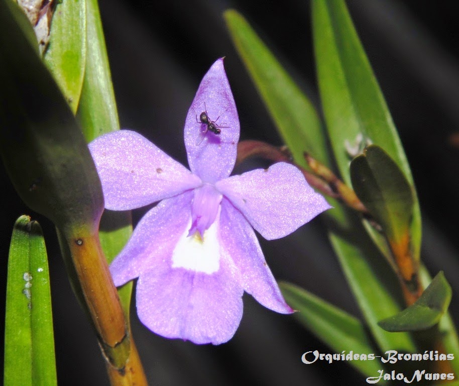 ORQUÍDEAS * BROMÉLIAS: Dimerandra Emarginata - flores 2014