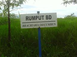 Jenis dan karakteristik rumput pakan ternak
