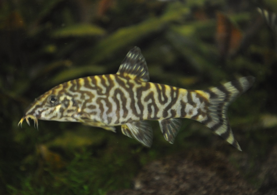 ZOOTOGRAFIANDO (6.100 ANIMALS): LOCHA RETICULADA /ALMORHA LOCHA (Botia ...