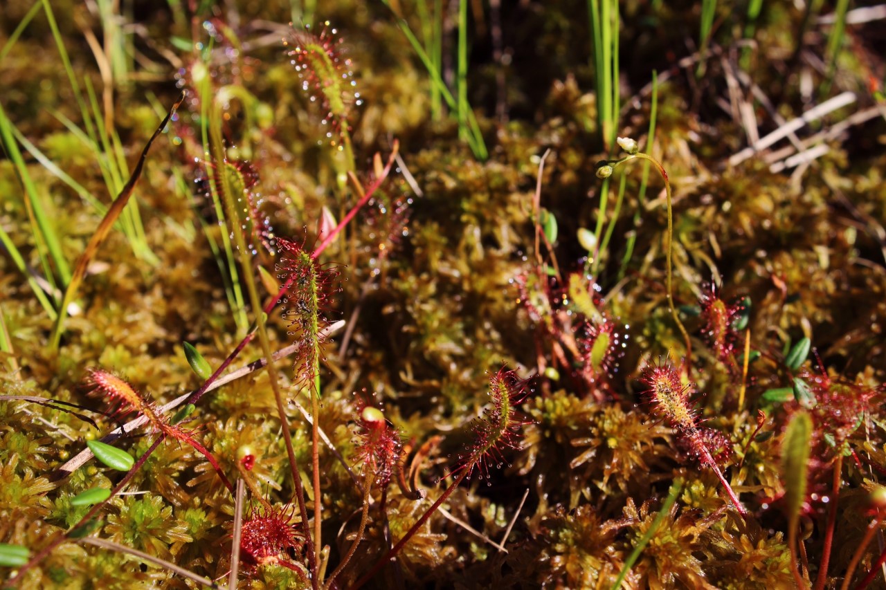 Sirpan luontoblogi: Pienen pieni kihokki, tehokas ötökkäloukku